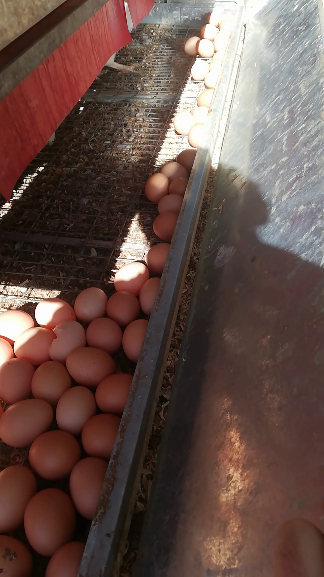 Easy Collect Free Range Nesting Box 250 - AIBO Engineering