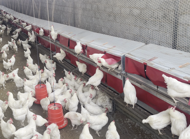 The Ultimate Guide to Calculating Commercial Free Range Egg Farming ...